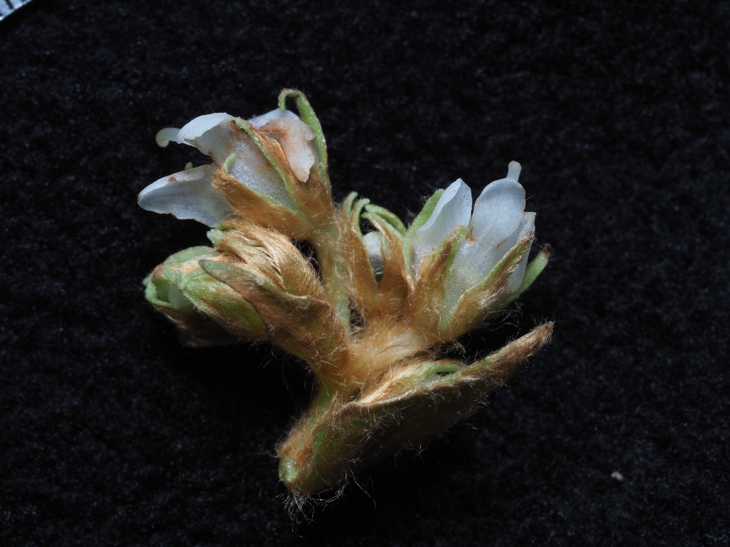 Rhynchotechum discolor - PictureThis