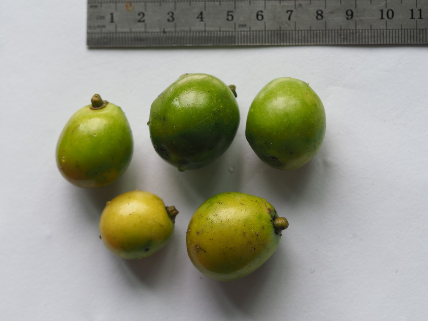 Melina (Gmelina arborea) - PictureThis