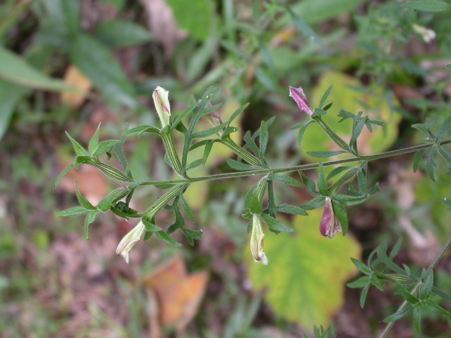 Siphonostegia (Siphonostegia chinensis) Flower, Leaf, Care, Uses ...