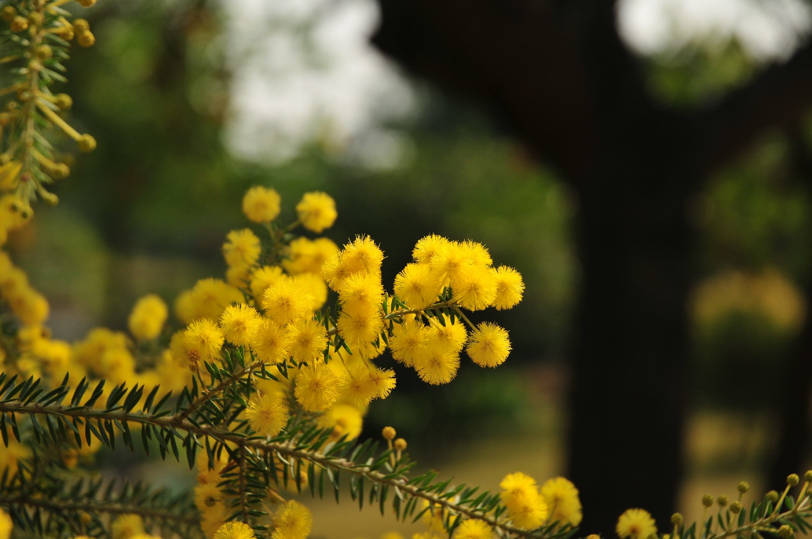 Acacia conferta - PictureThis