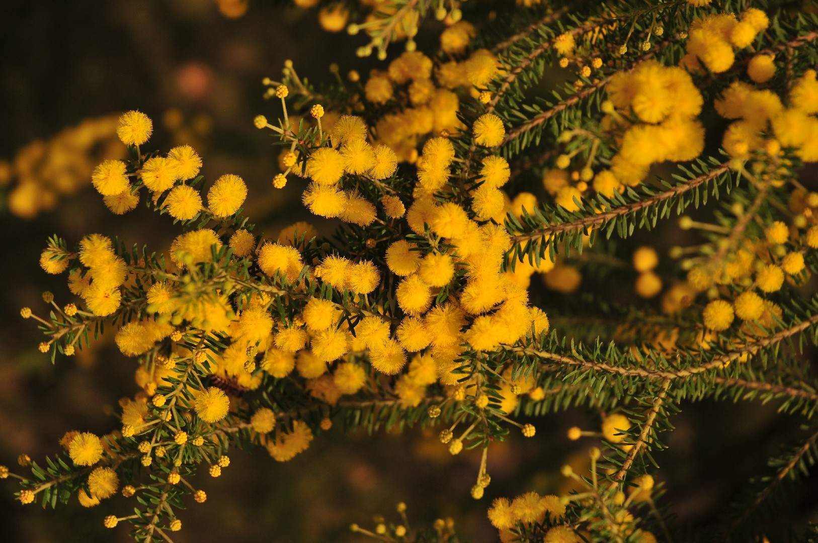 Acacia conferta - PictureThis