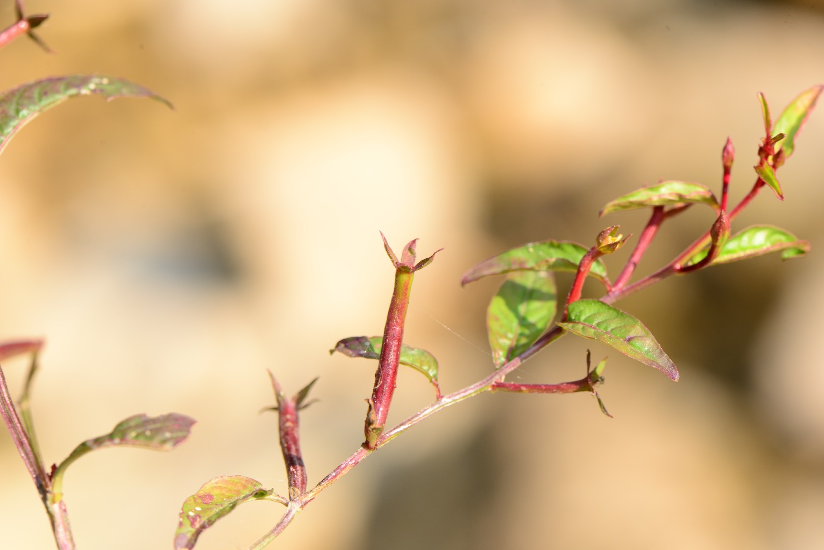 Ludwigia hyssopifolia - PictureThis