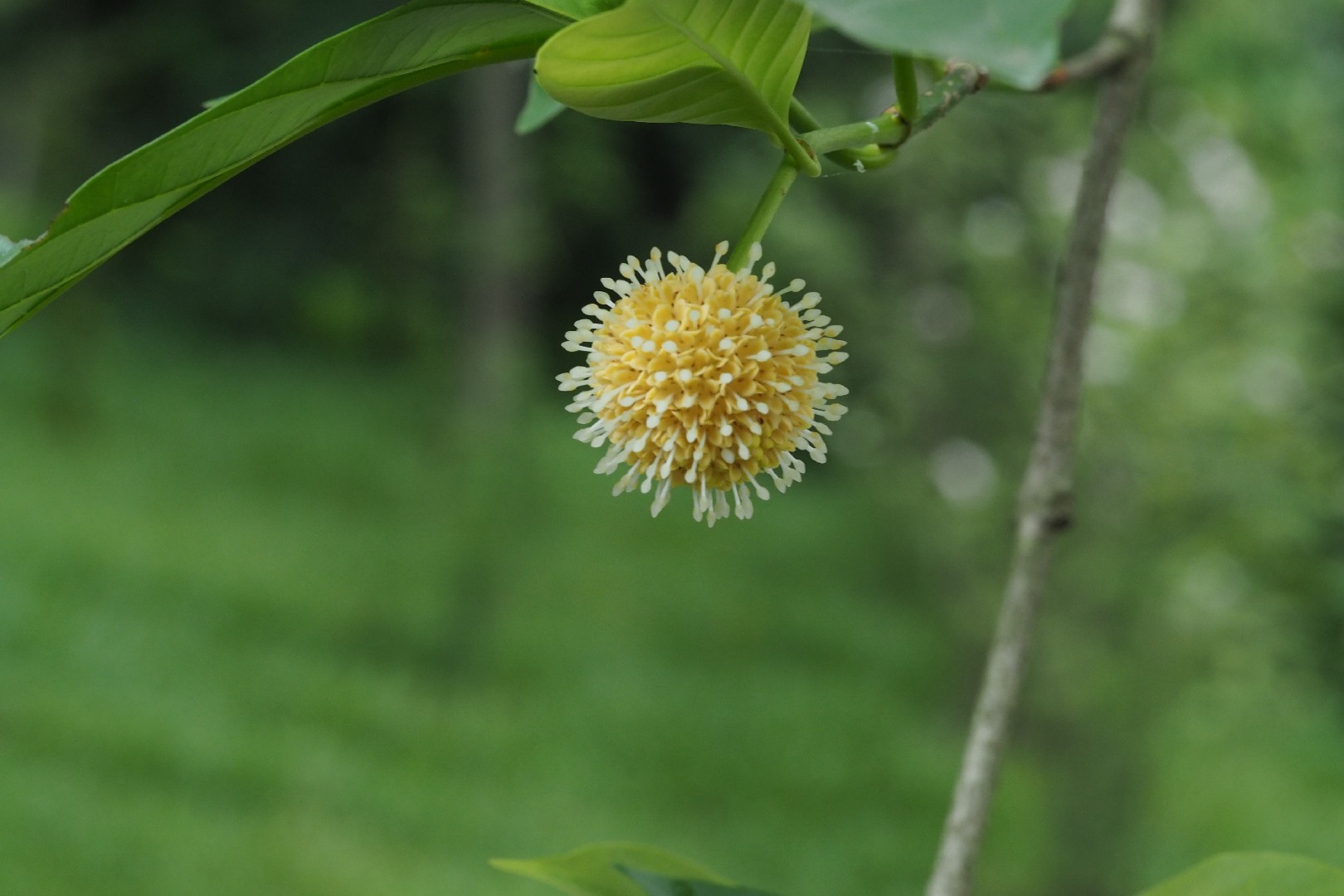 Nauclea officinalis Flower, Leaf, Care, Uses - PictureThis