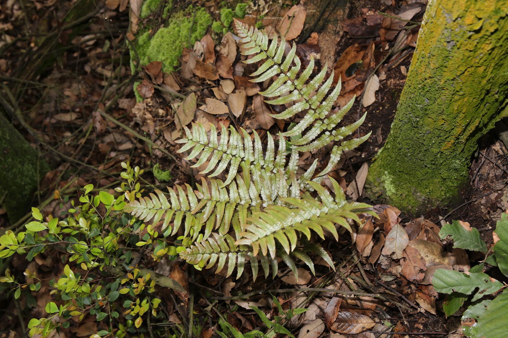 Wood fern (Dryopteridaceae) Flower, Leaf, Care, Uses - PictureThis