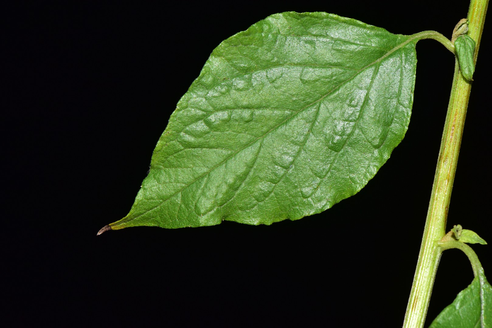 Microglossa pyrifolia - PictureThis