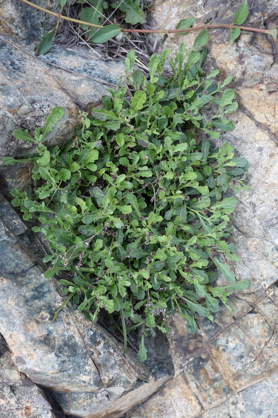 Sphaeromorphaea australis - PictureThis