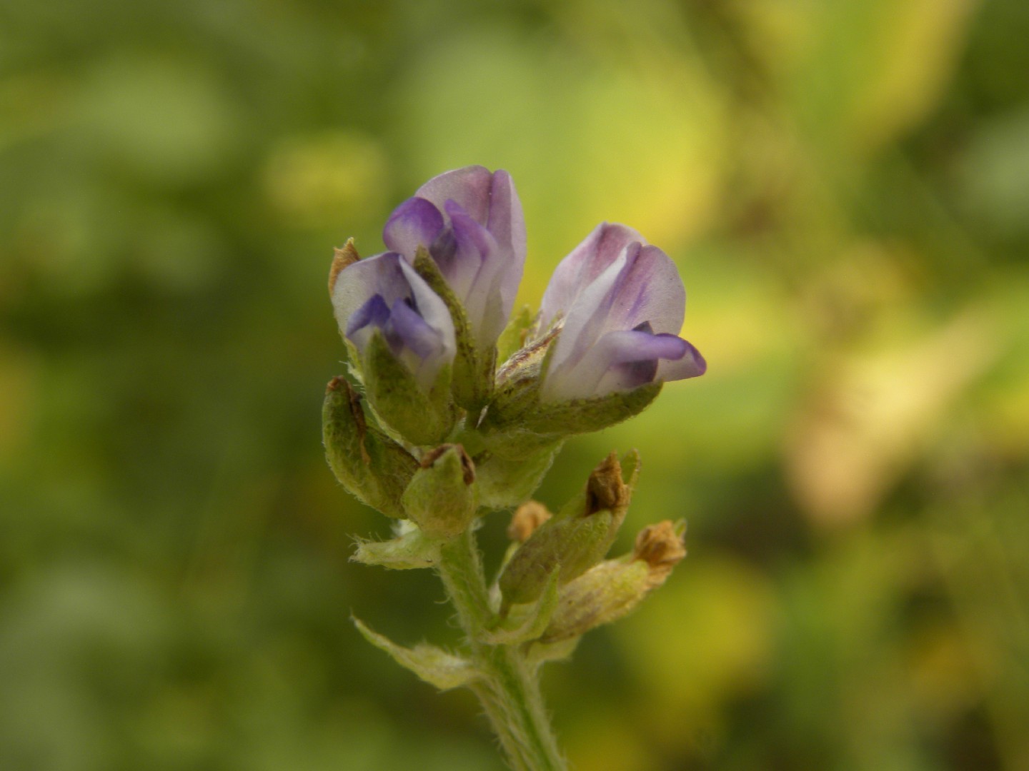 Cullen Care (Watering, Fertilize, Pruning, Propagation) - PictureThis