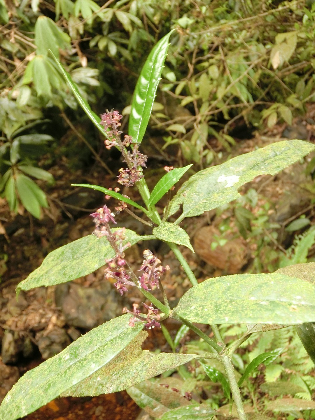 How to Plant and Grow Himalaya laurel(Aucuba himalaica)