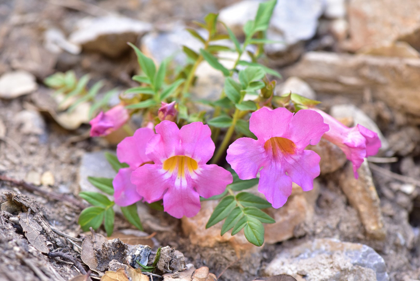 🍀 How to Grow and Care for Dwarf trumpet-flower