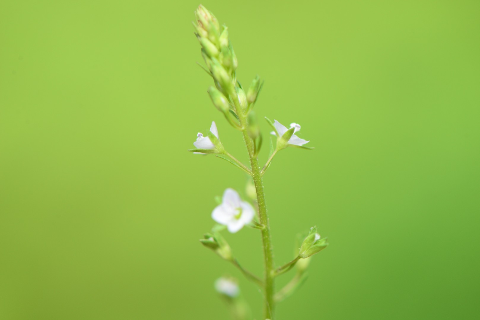 Undulate speedwell (Veronica undulata) Flower, Leaf, Care, Uses ...