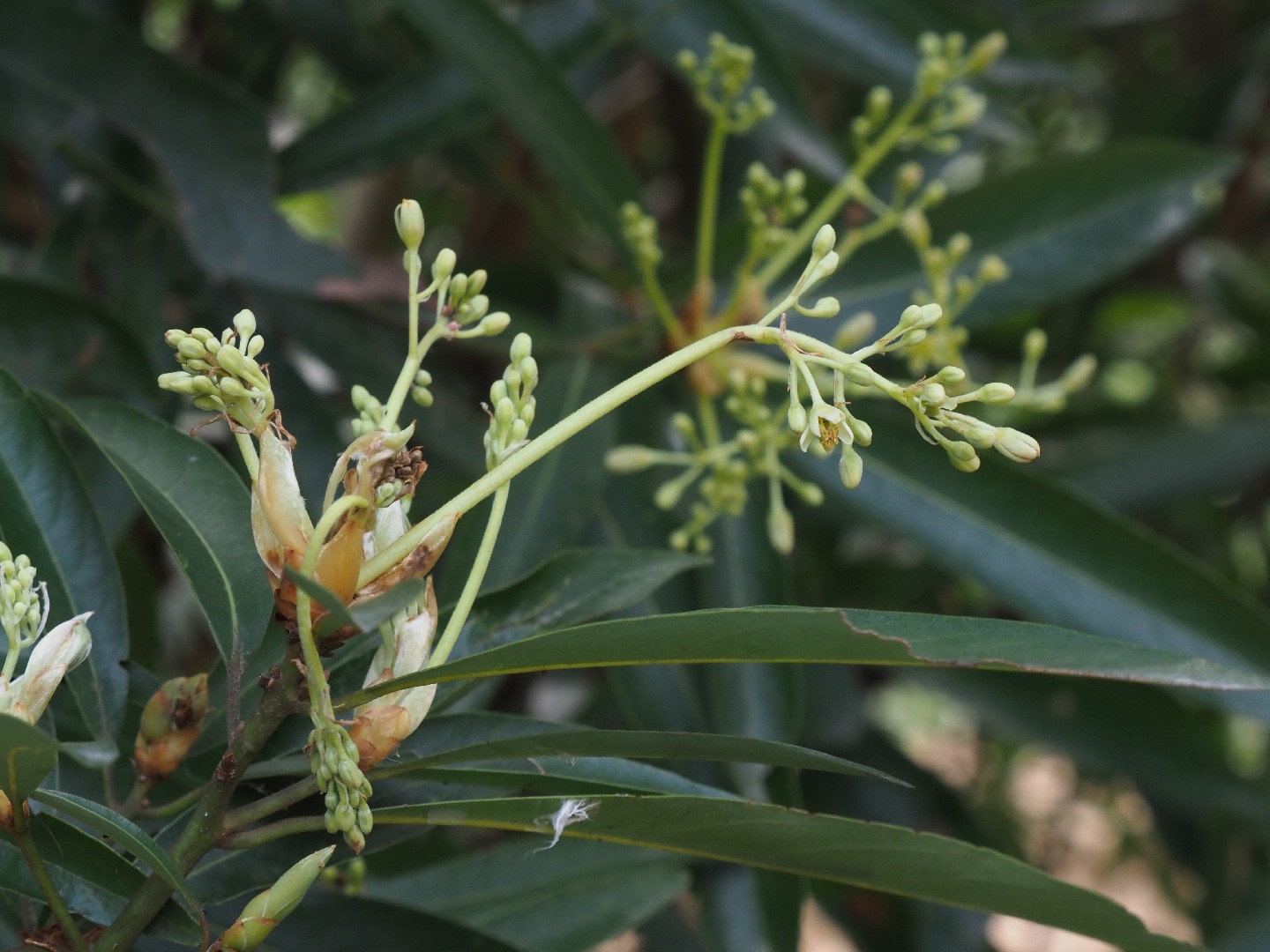 Machilus nanmu - PictureThis