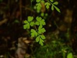 Acronema paniculatum - PictureThis