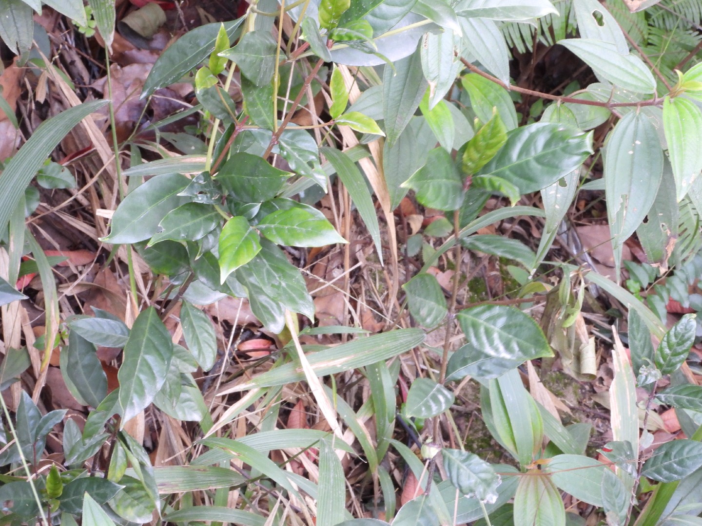 Aidia cochinchinensis - PictureThis