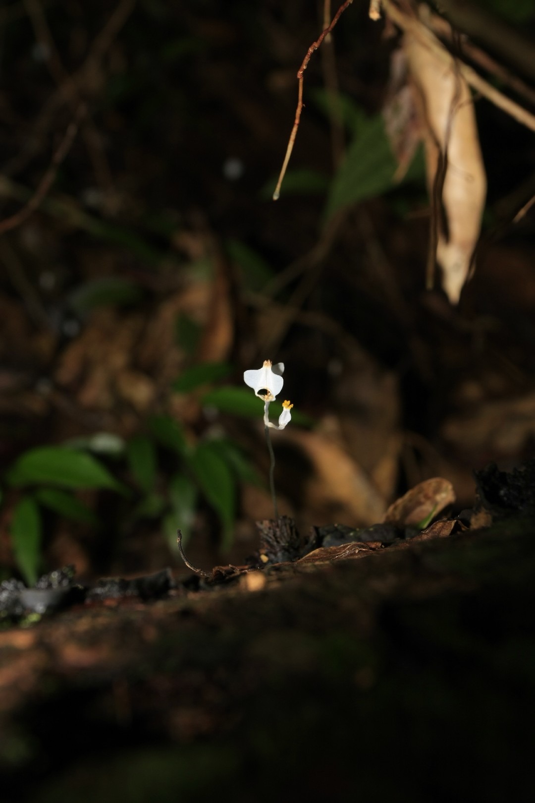 Burmannia nepalensis - PictureThis