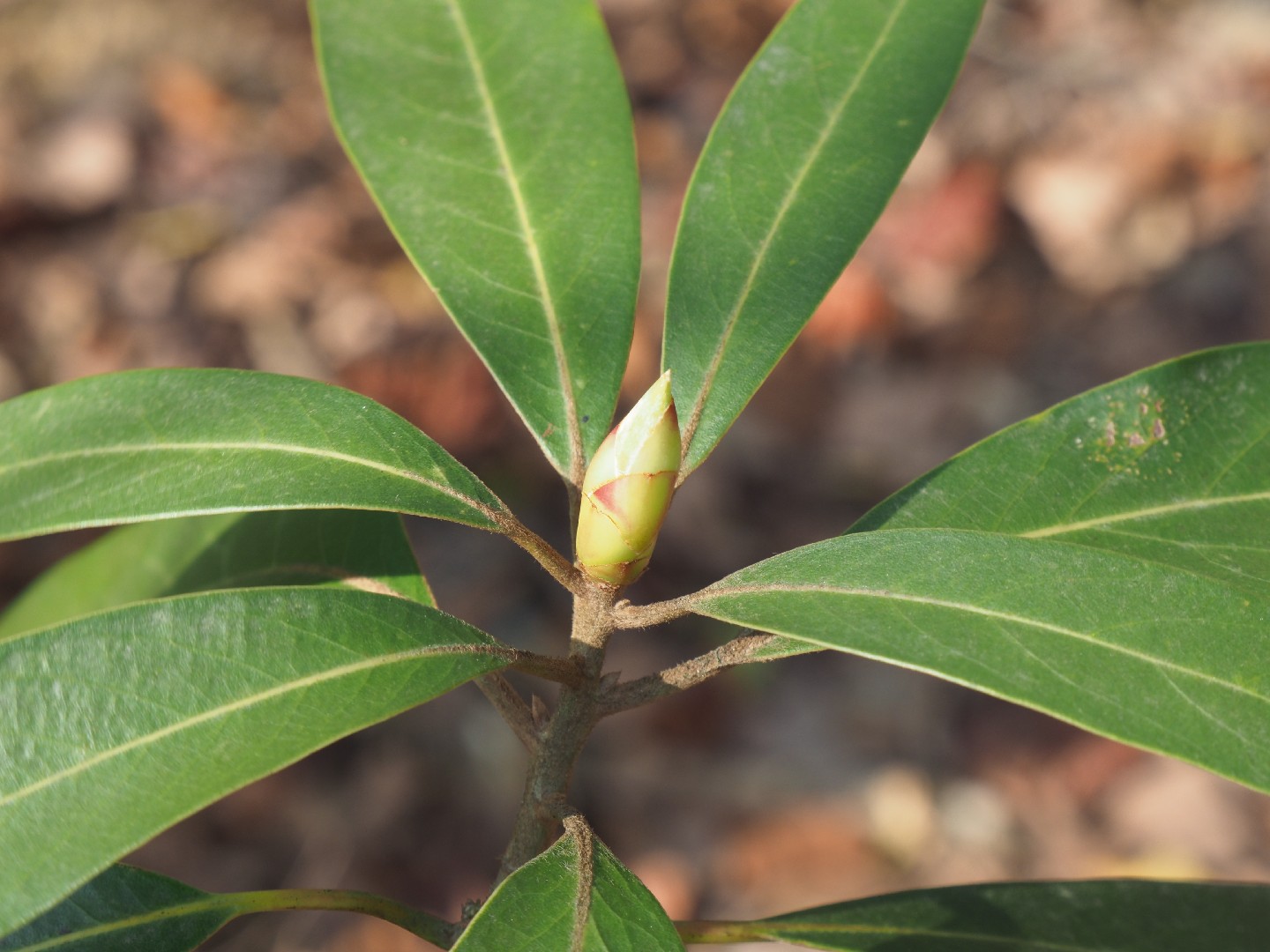 Machilus nanmu - PictureThis