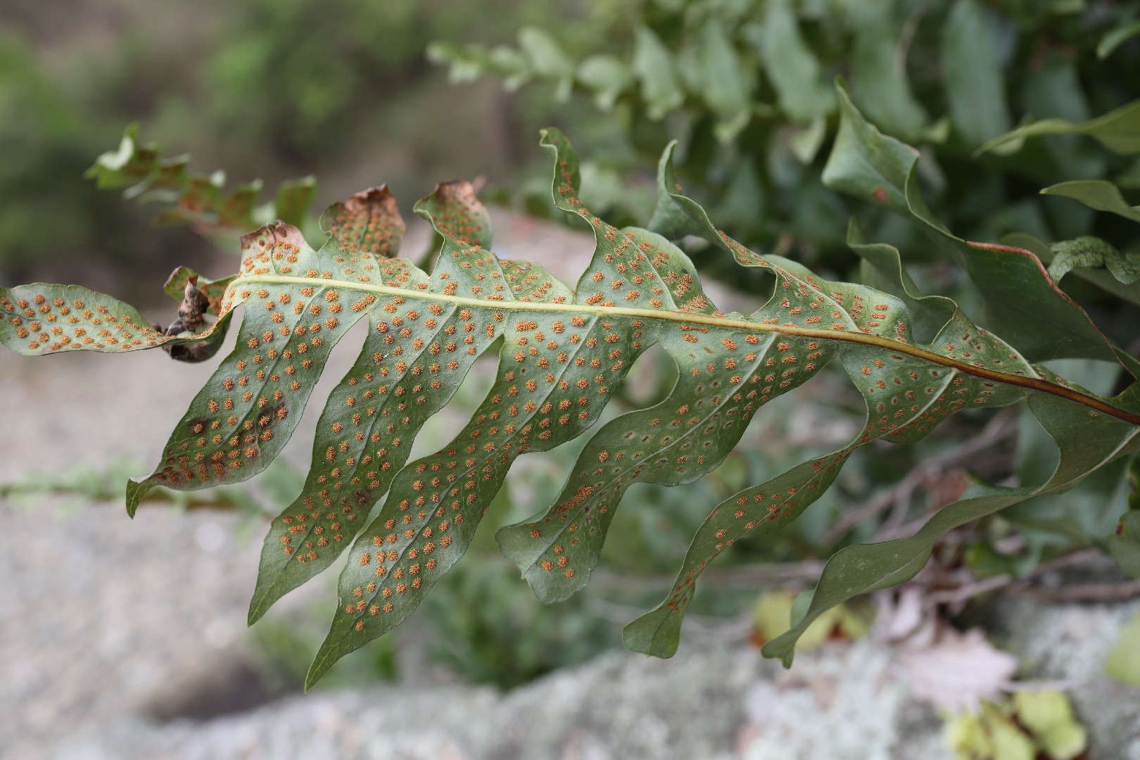 Aglaomorpha fortunei - PictureThis