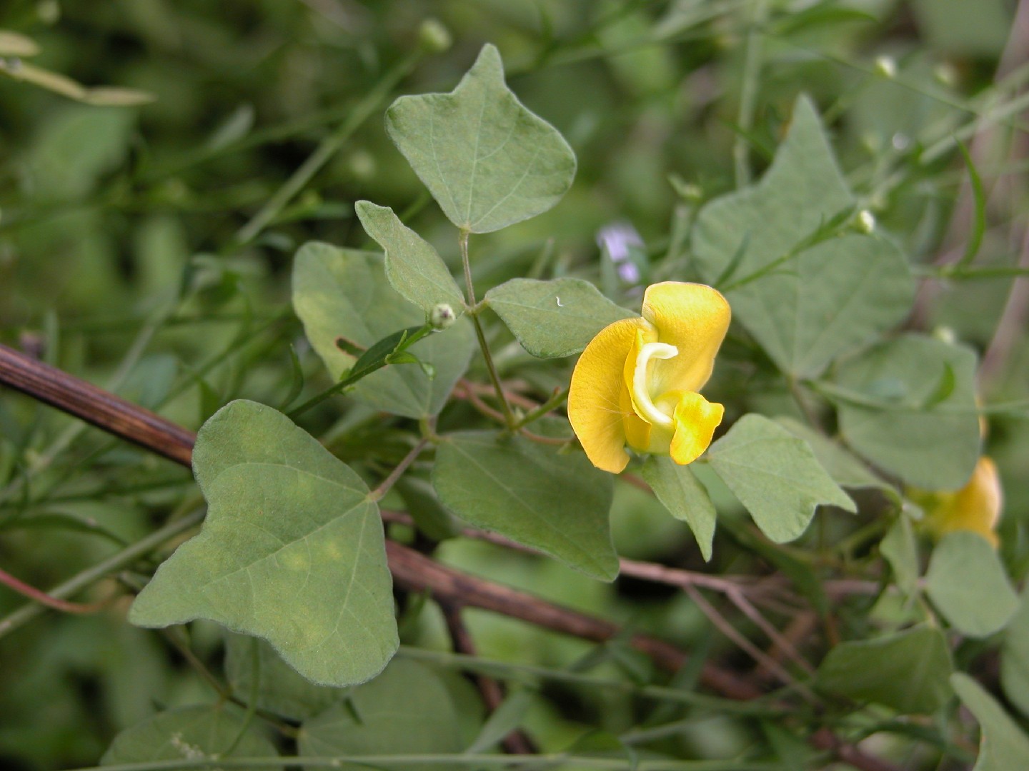 Dunbaria Care (Watering, Fertilize, Pruning, Propagation) - PictureThis