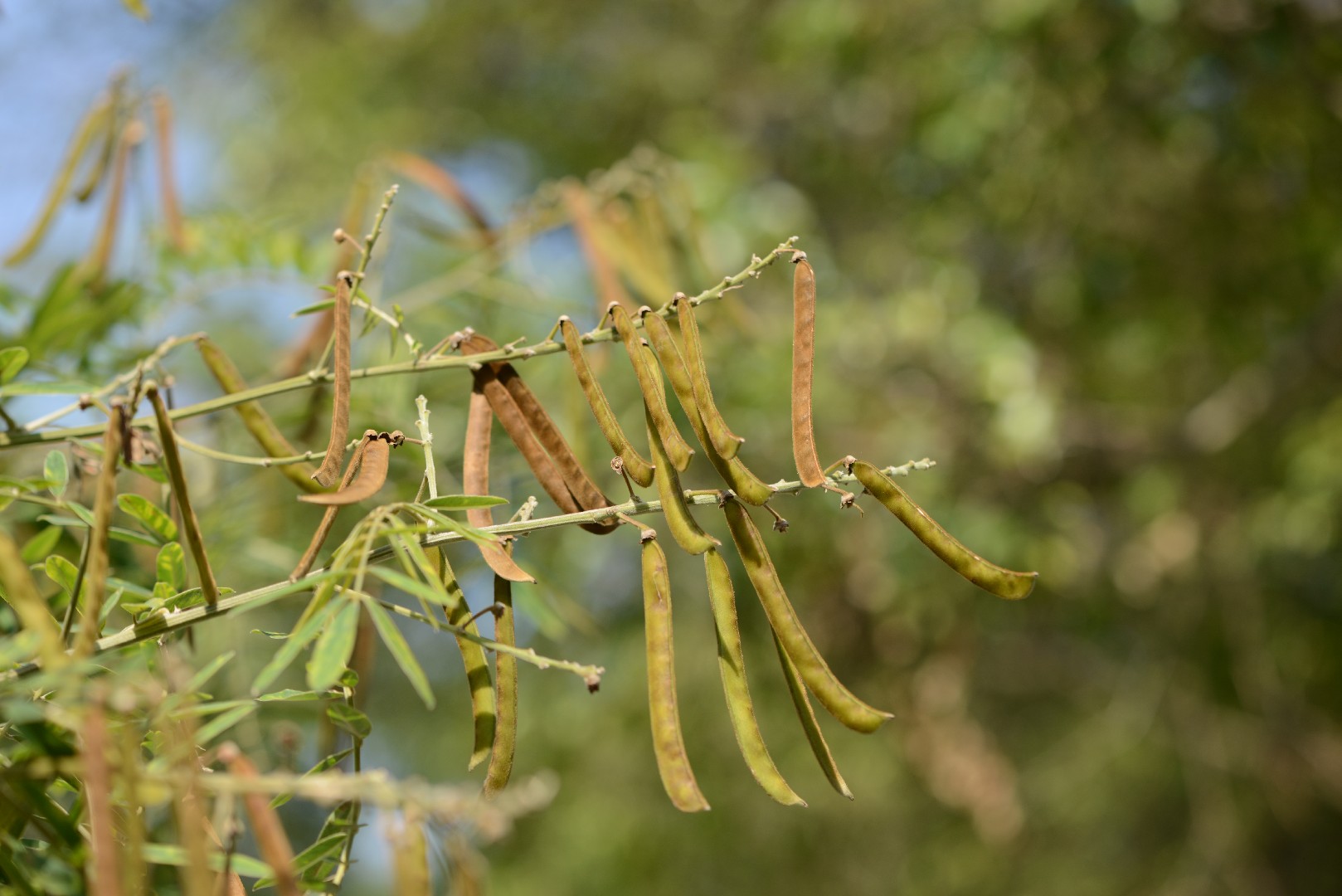 Tephrosia candida - PictureThis
