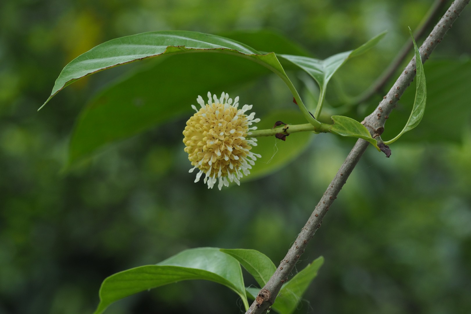 Nauclea officinalis - PictureThis