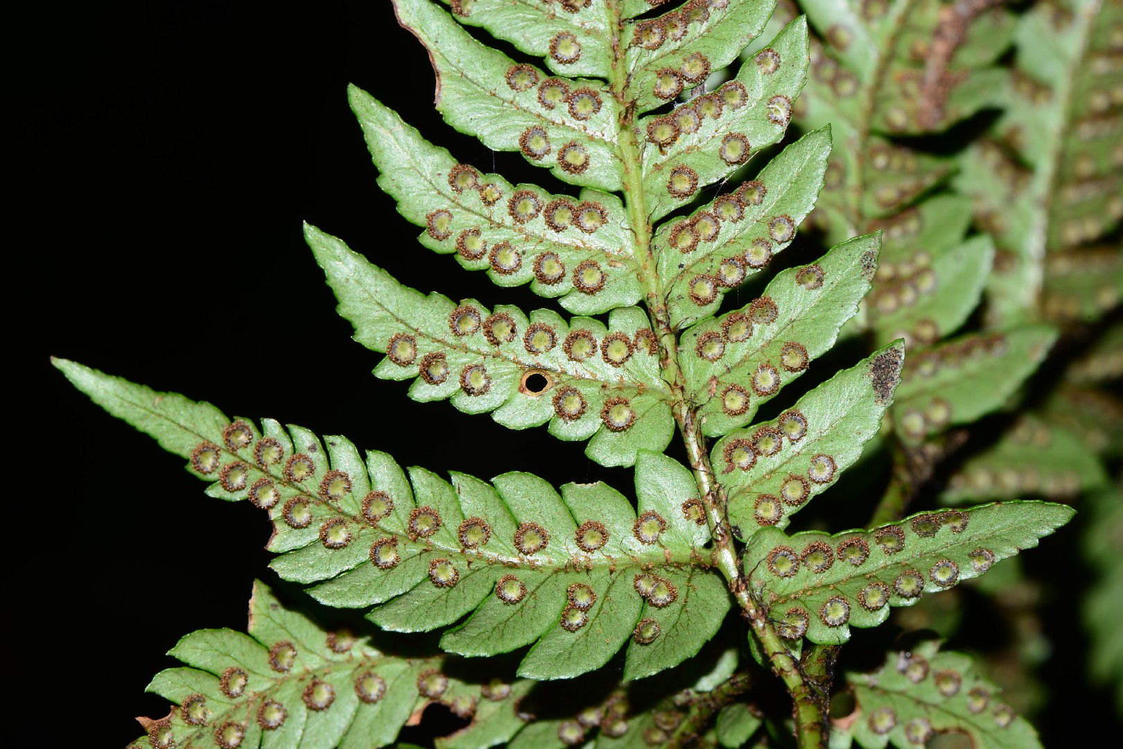 Dryopteris setosa - PictureThis