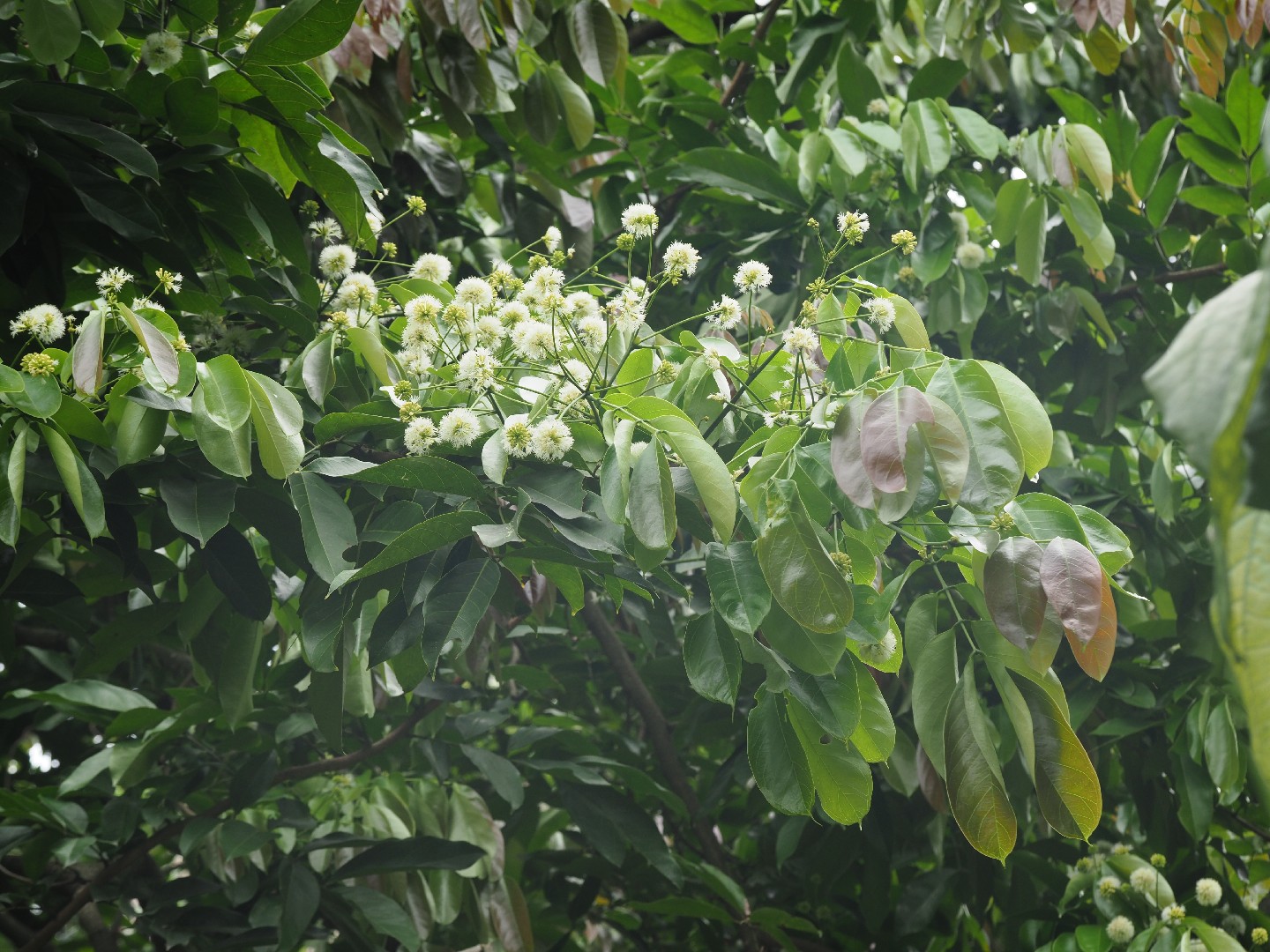 Archidendron lucidum - PictureThis