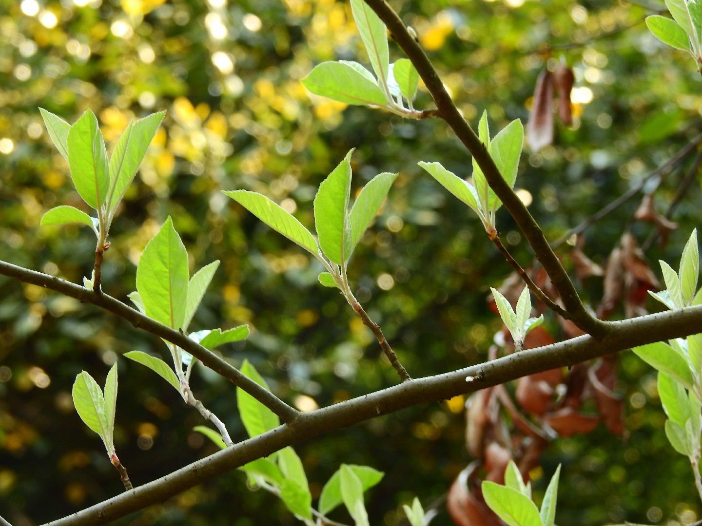 雲南デラベイ (Docynia delavayi) 花言葉，毒性，よくある質問 - PictureThis