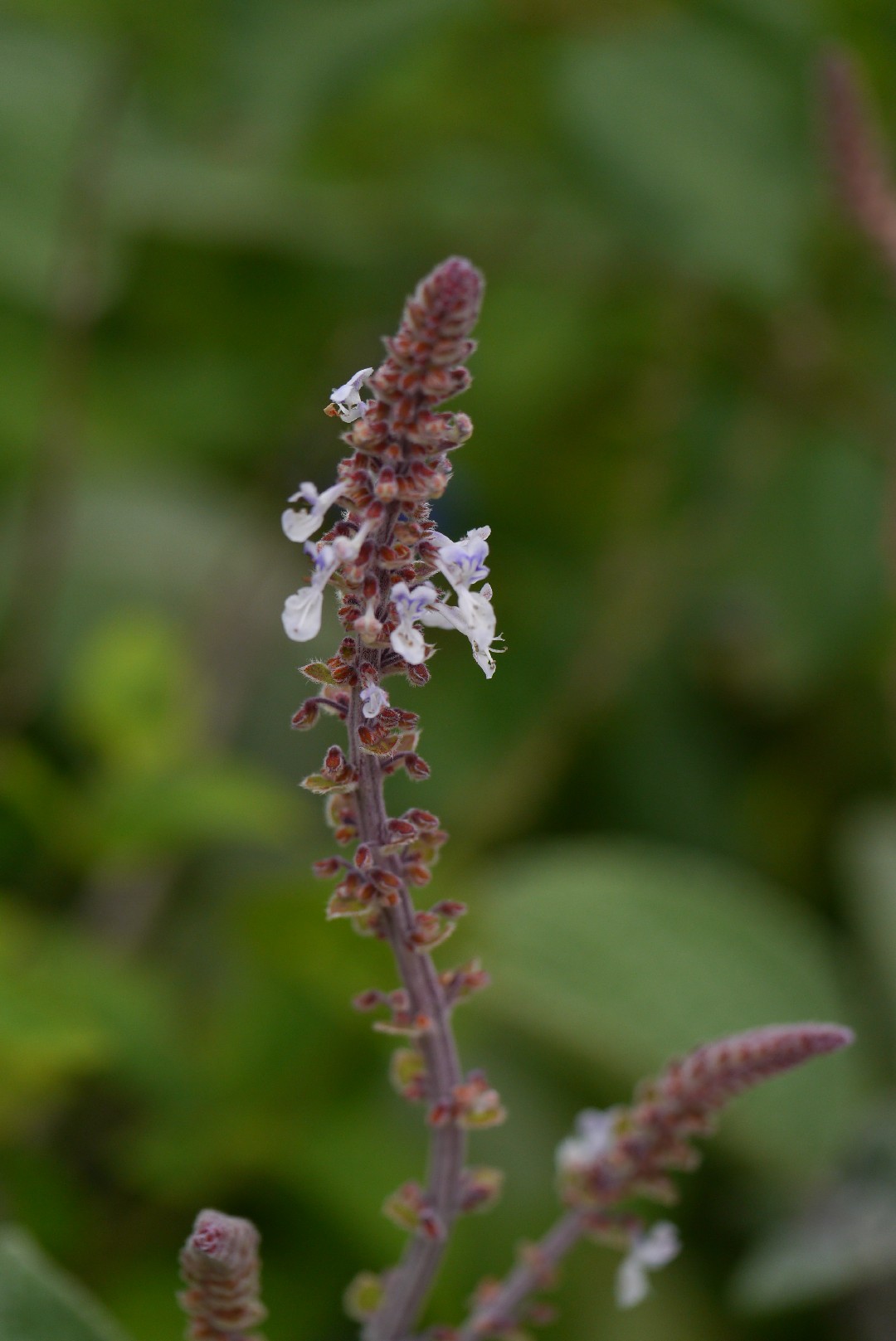 How to Plant and Grow Silver spurflower(Plectranthus argentatus)