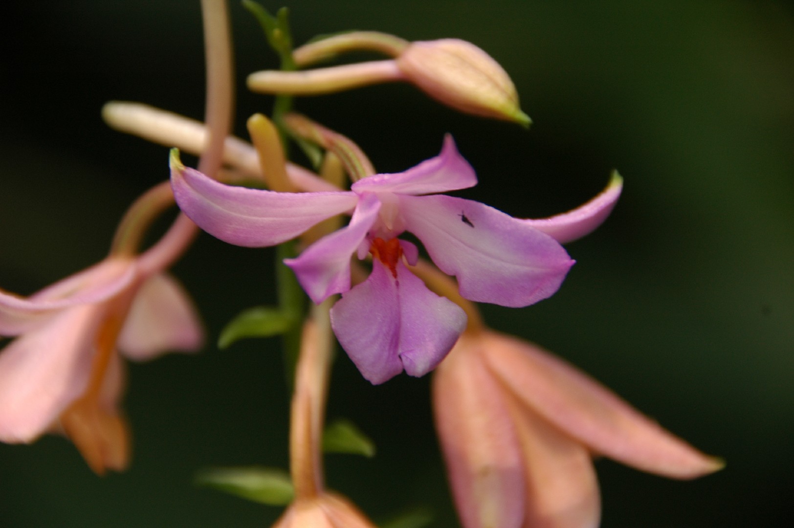 Calanthe sylvatica - PictureThis