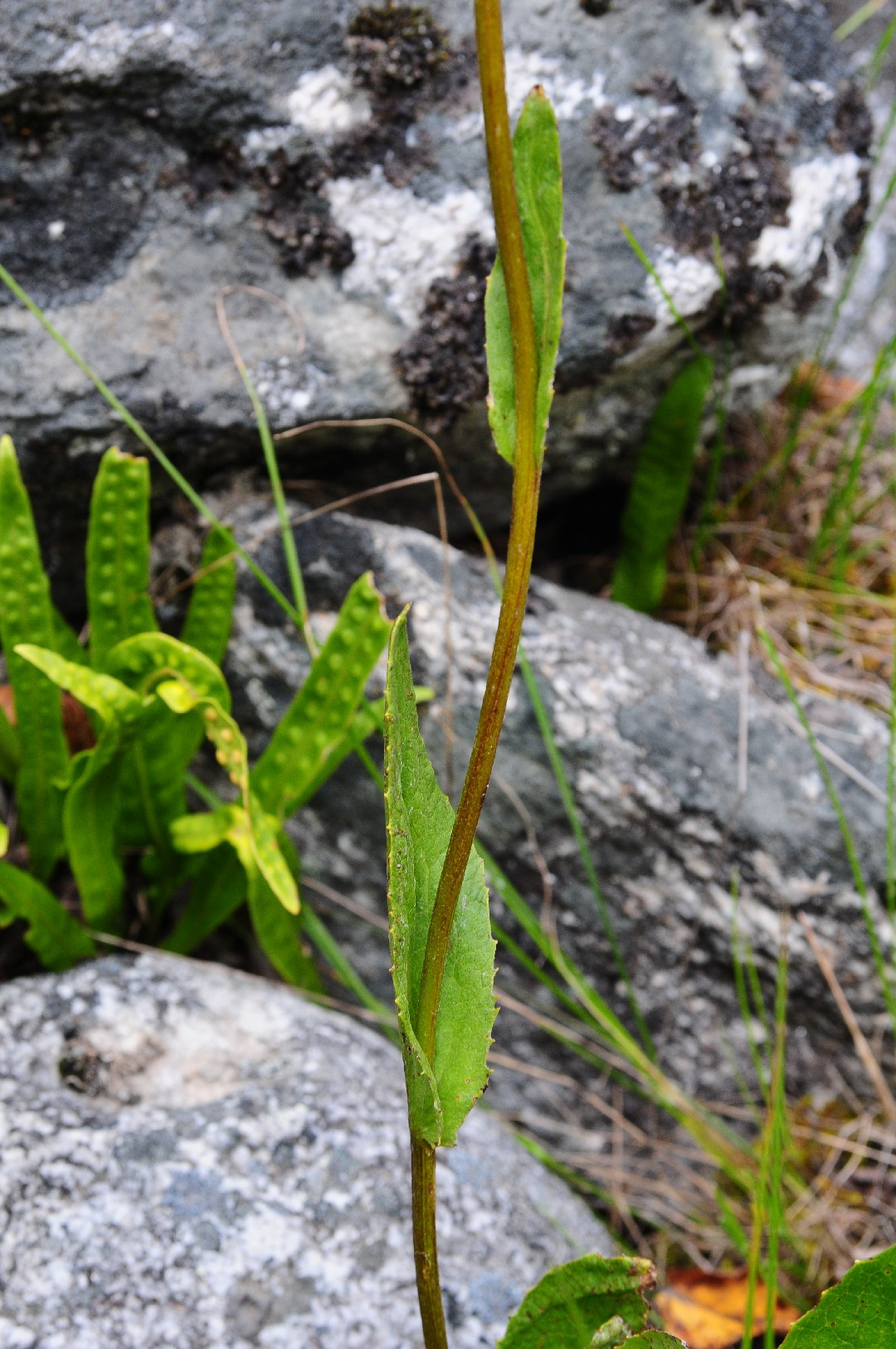 Cremanthodium arnicoides 花言葉，毒性，よくある質問 - PictureThis
