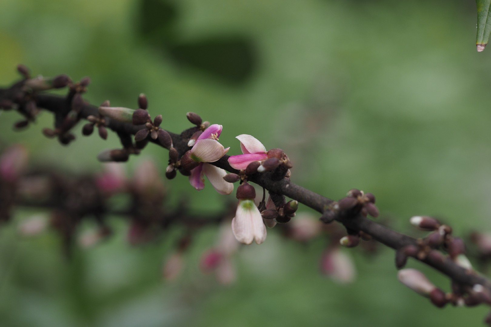 Fordia cauliflora Flower, Leaf, Care, Uses - PictureThis