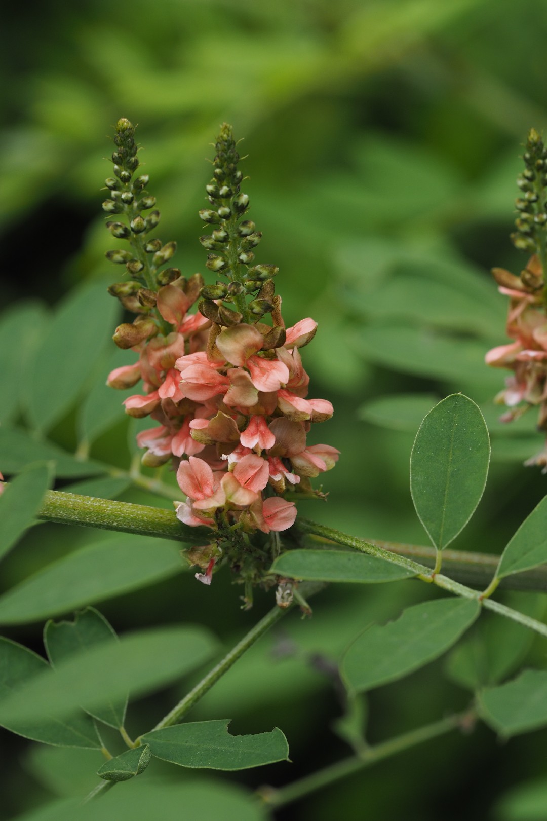 Indigofera Suffruticosa