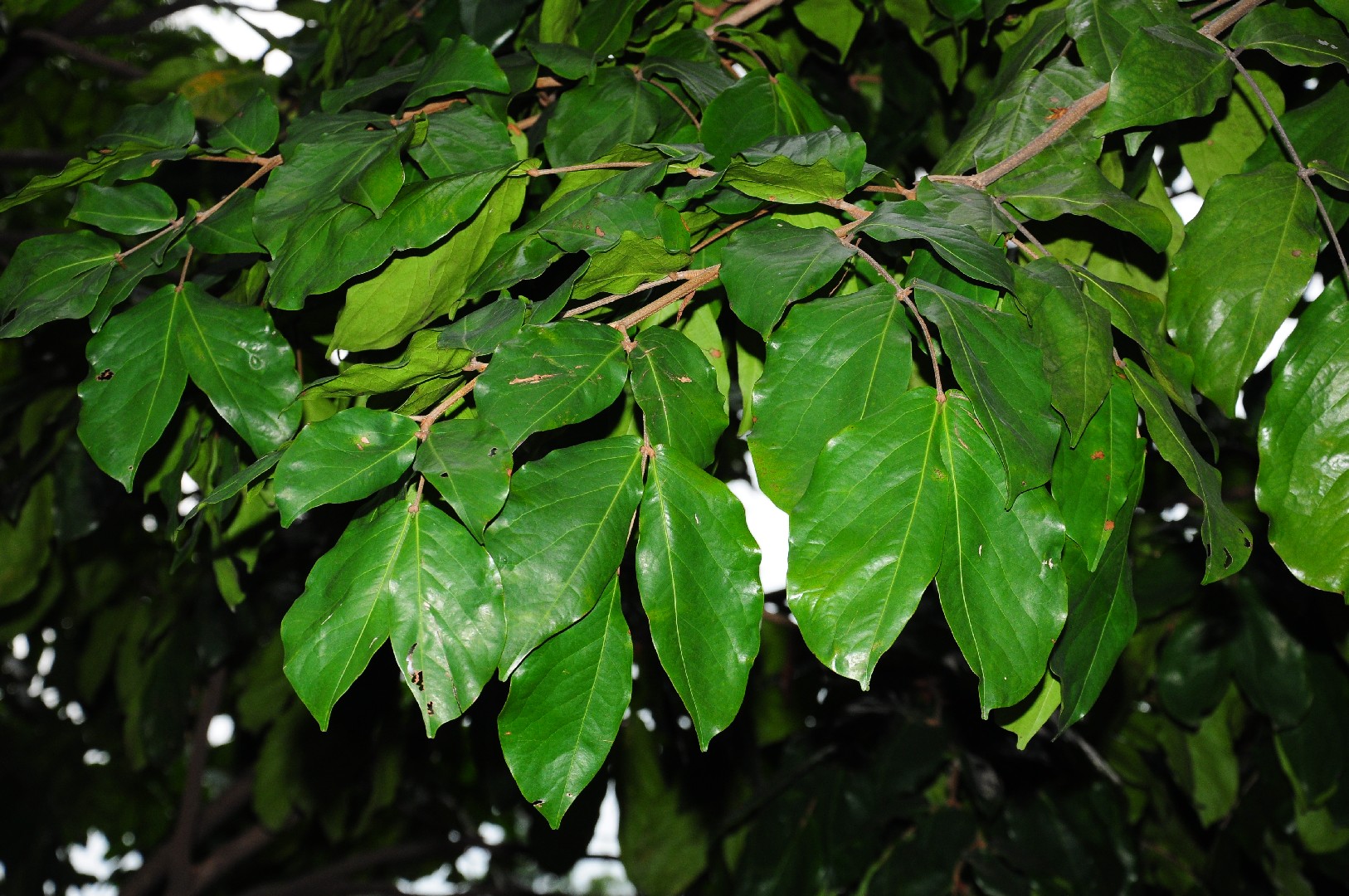 Maniltoa browneoides - PictureThis