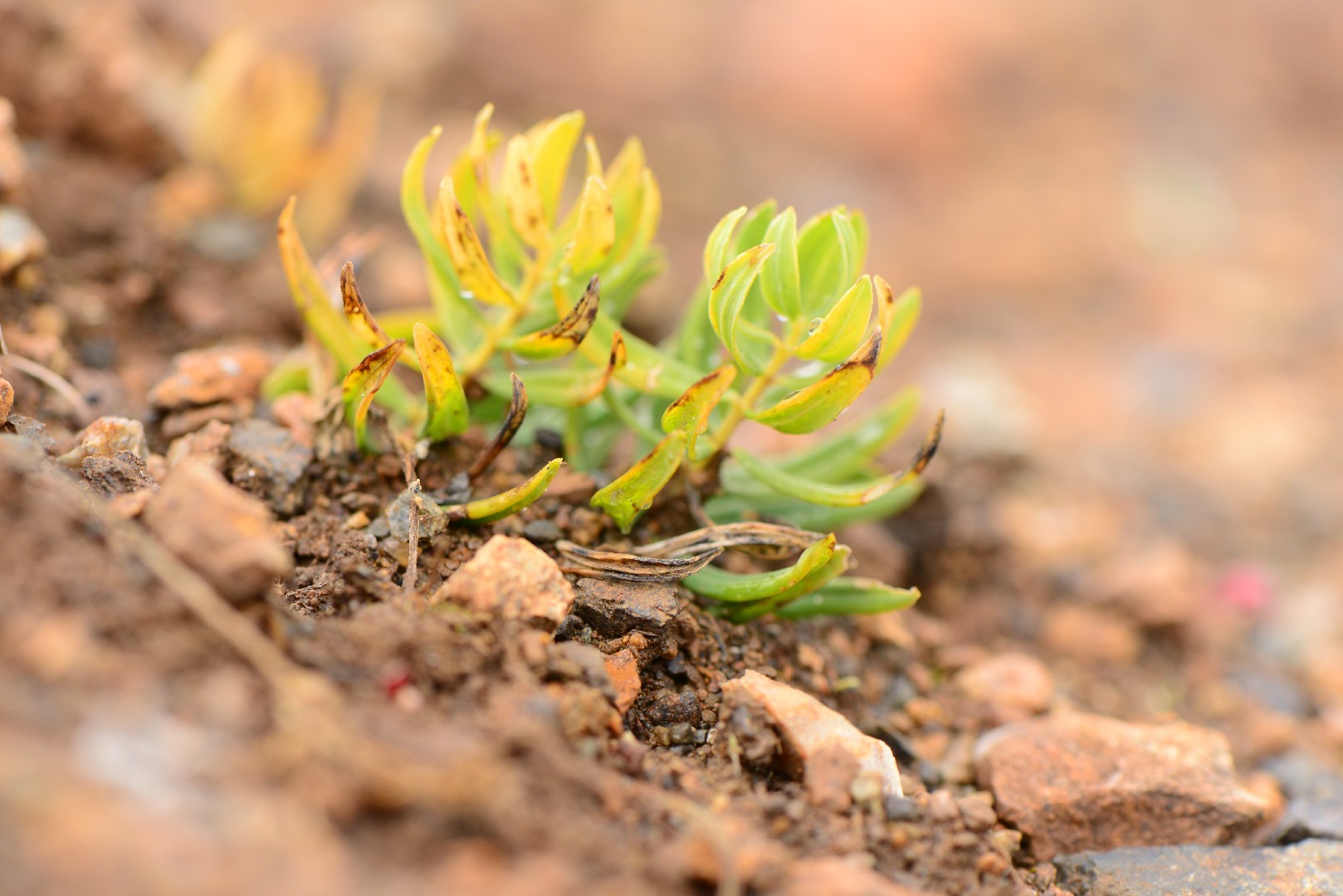Polygonatum hookeri - PictureThis
