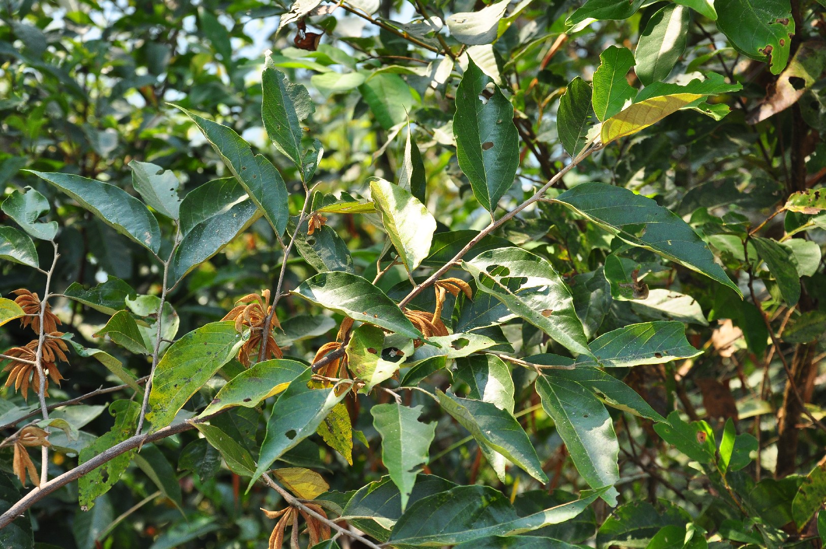Styrax tonkinensis - PictureThis
