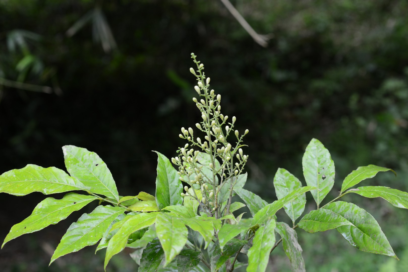 Clausena lansium - PictureThis