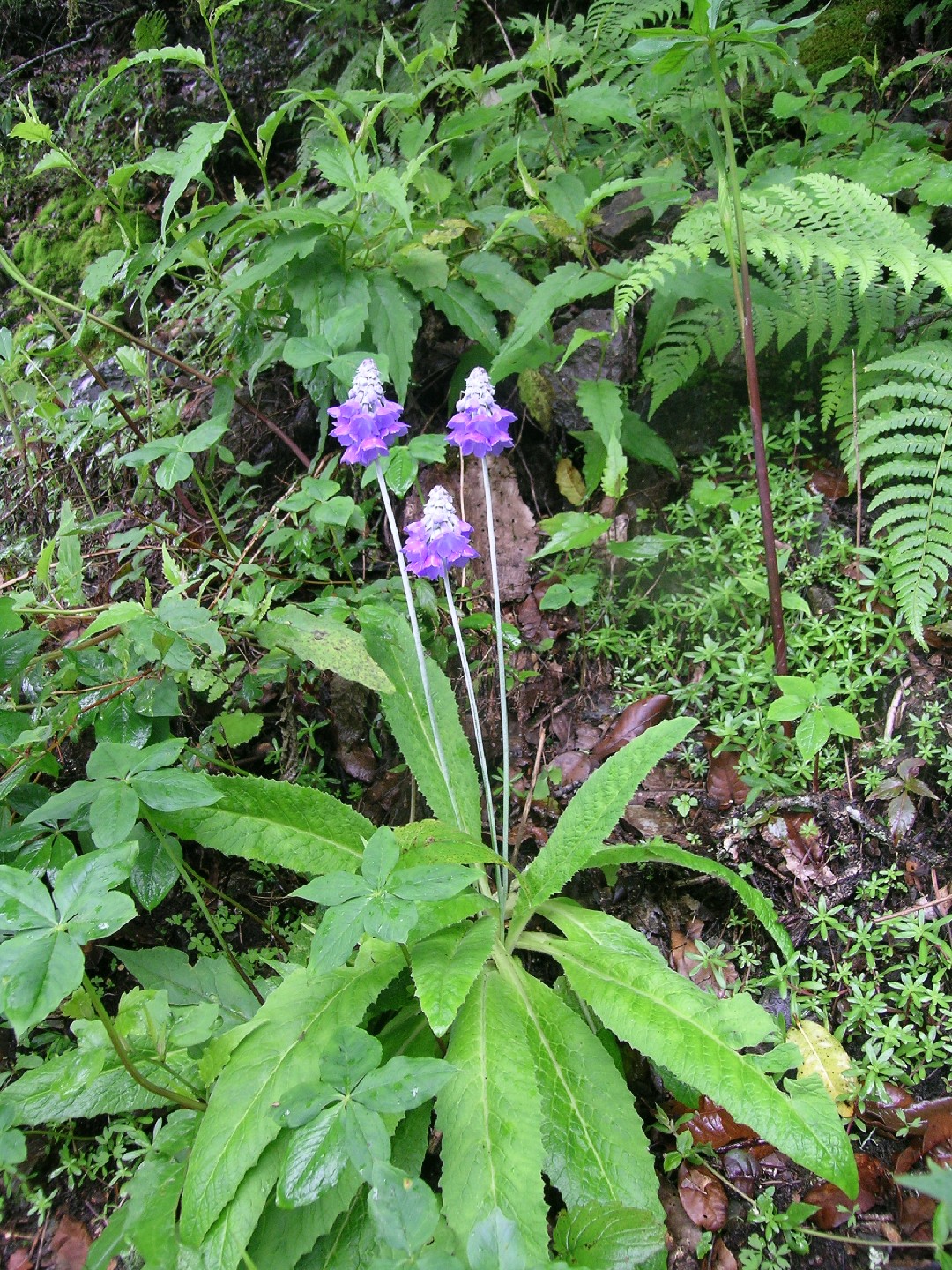 Flaccida primrose (Primula flaccida) Flower, Leaf, Care, Uses - PictureThis