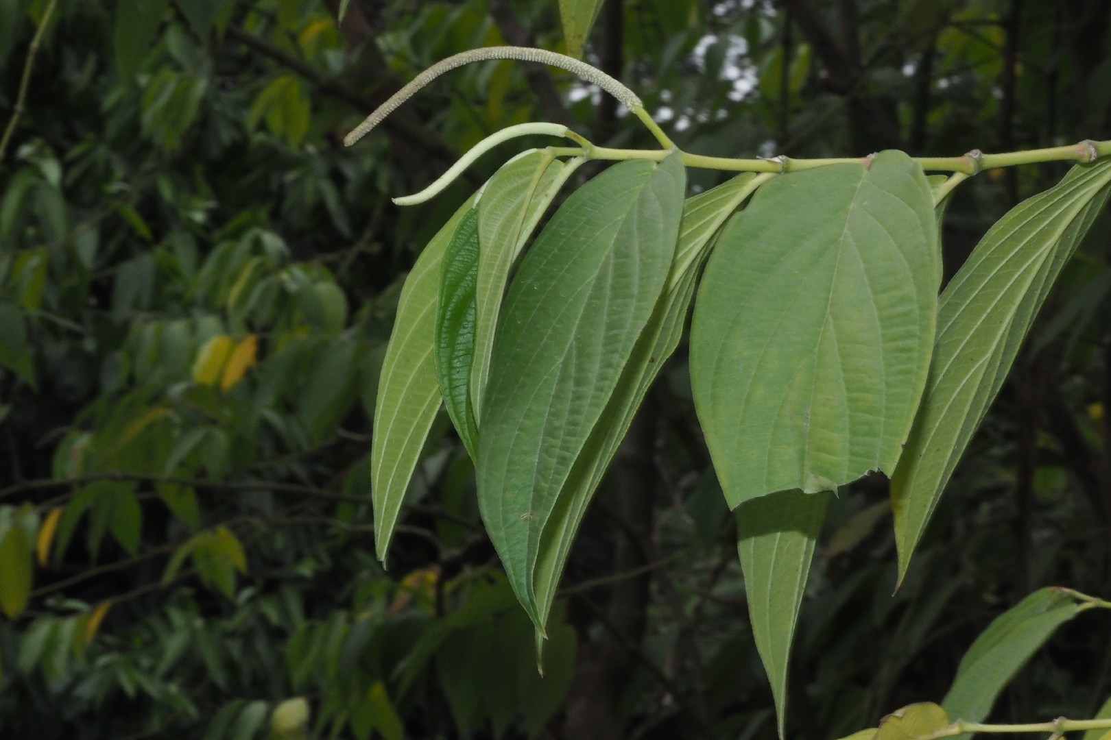 Piper hispidum - PictureThis