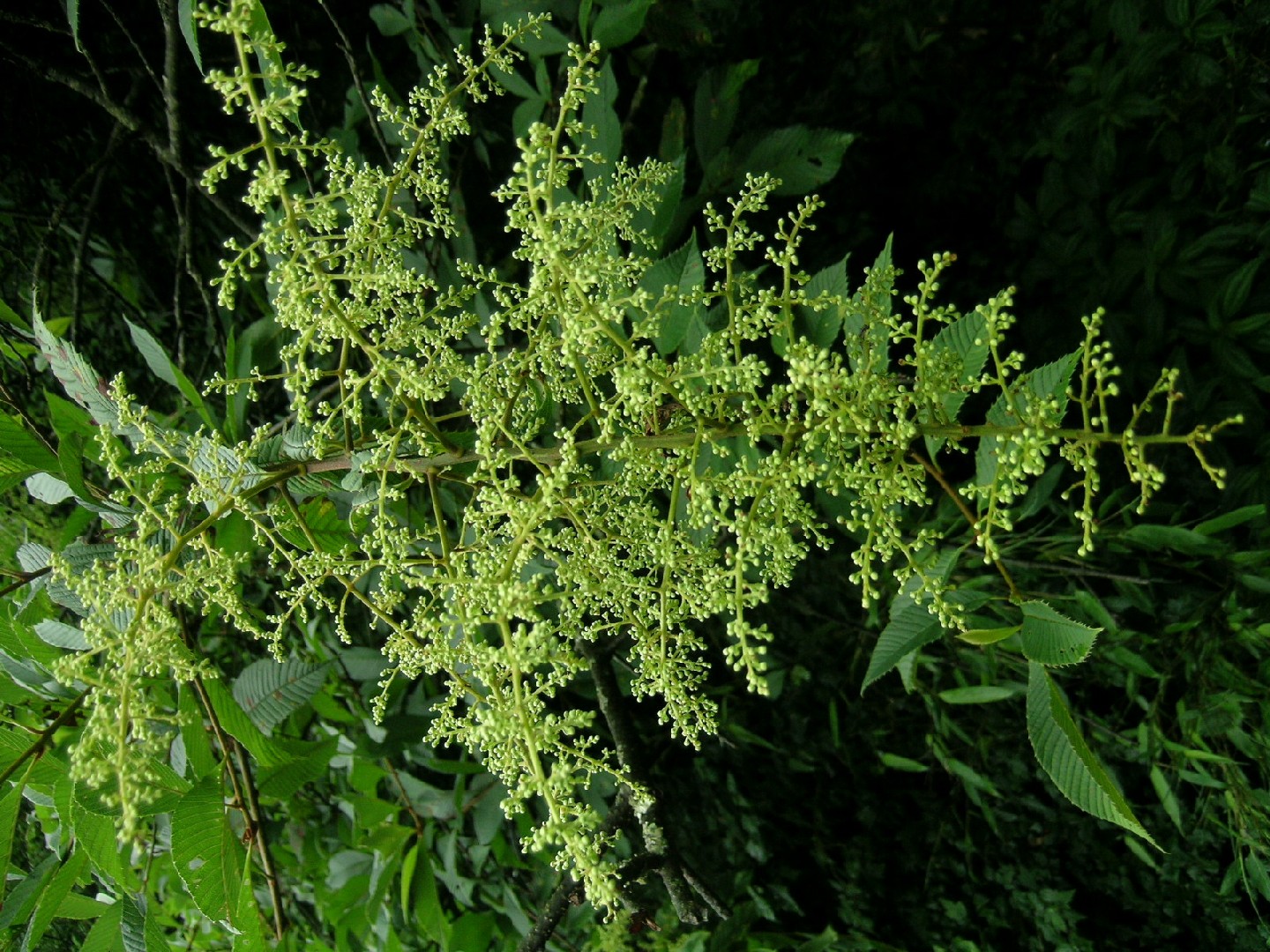 Meliosma cuneifolia - PictureThis