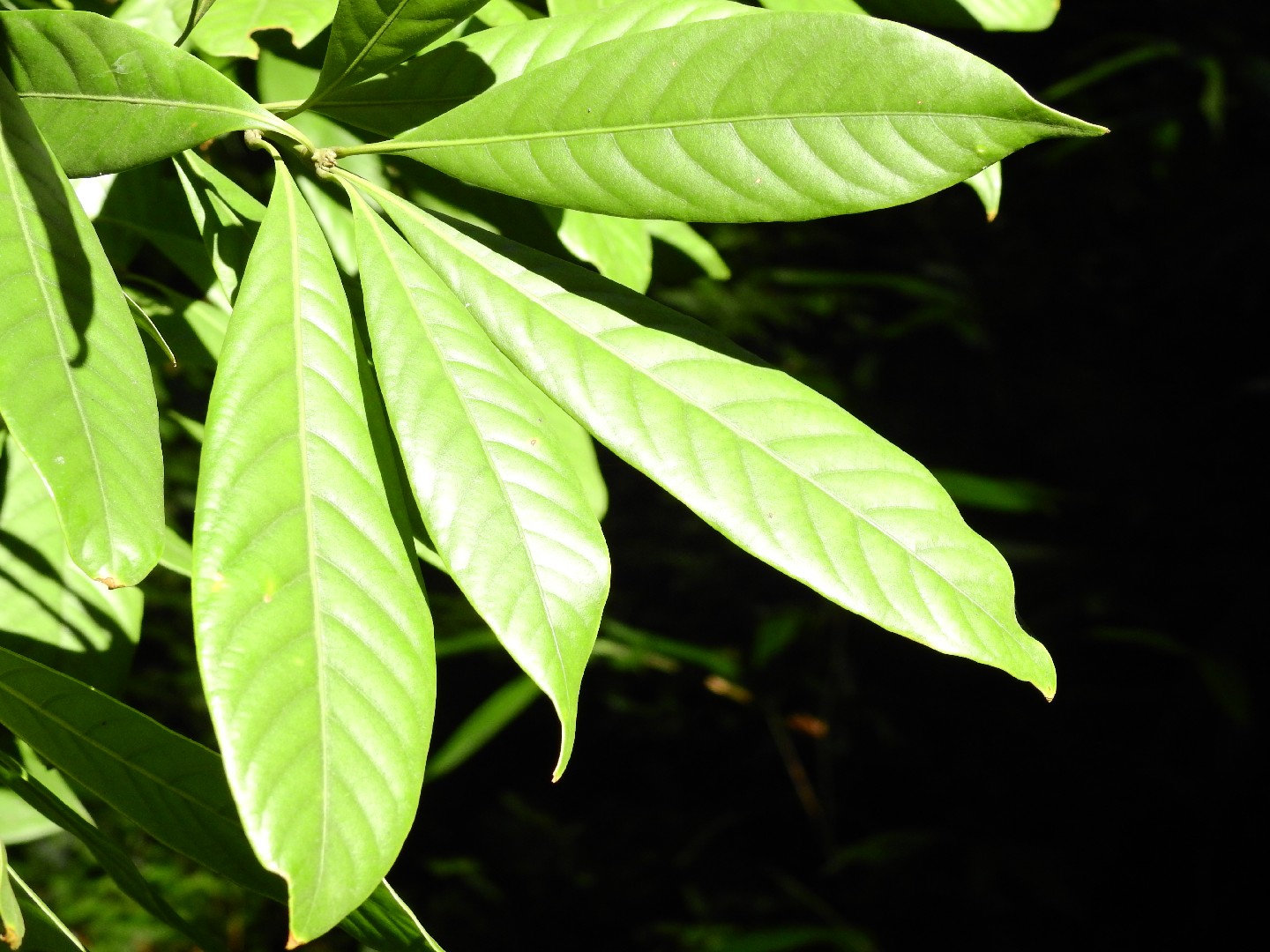 Lithocarpus henryi - PictureThis