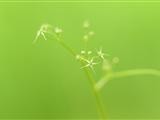 Acronema paniculatum - PictureThis