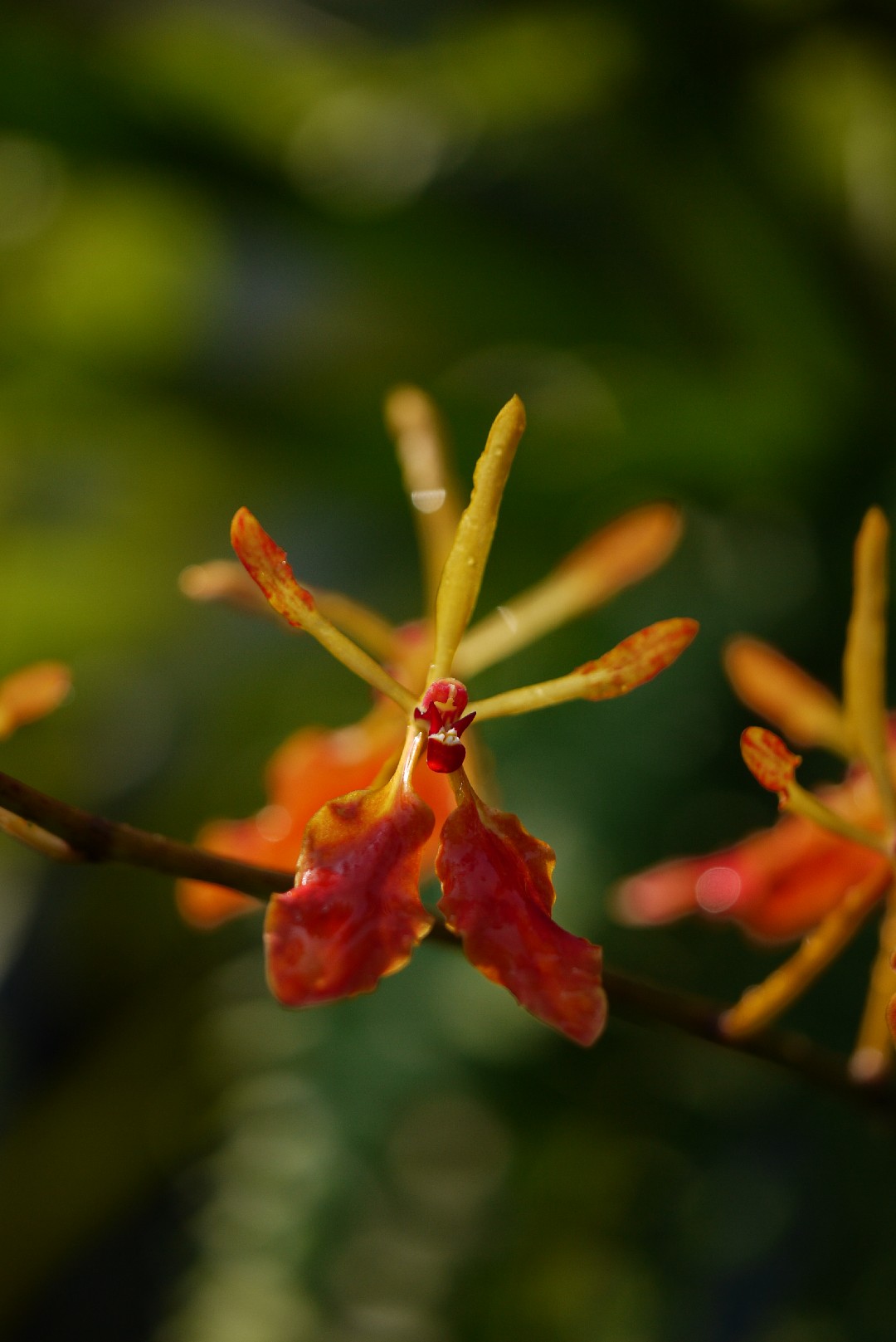 Ren (Renanthera) Flower, Leaf, Care, Uses - PictureThis