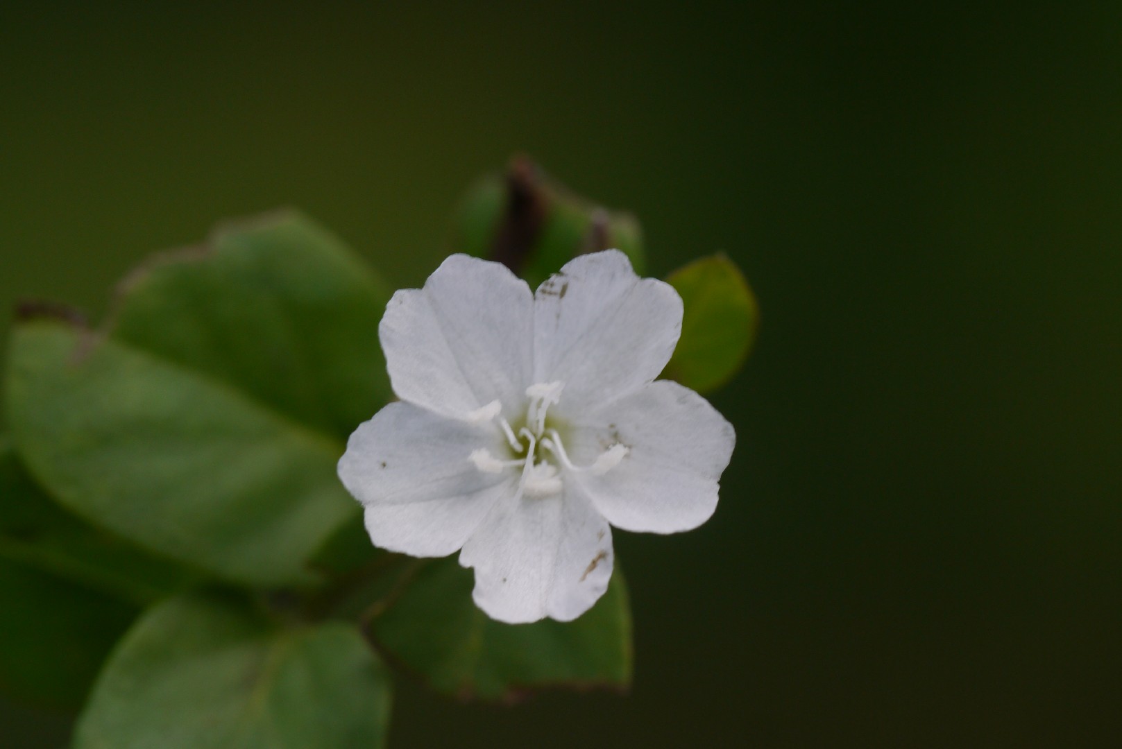 Agracejo rastrero (Evolvulus nummularius) - PictureThis