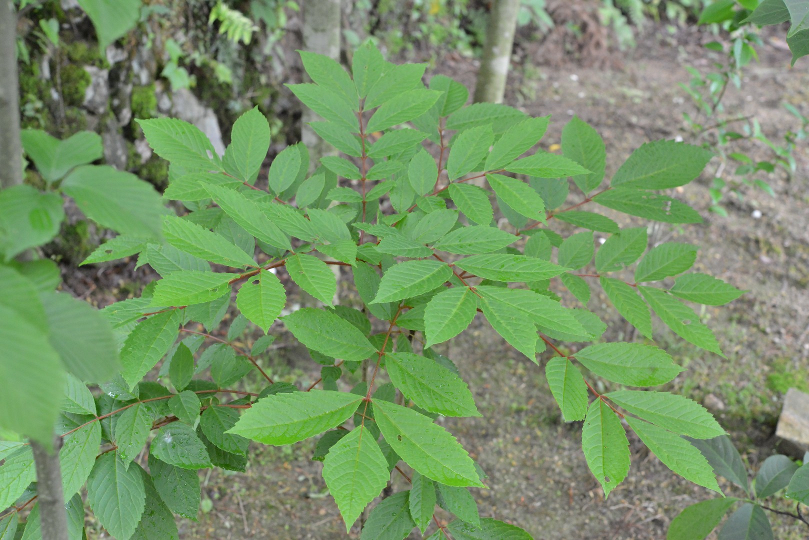 Meliosma veitchiorum - PictureThis