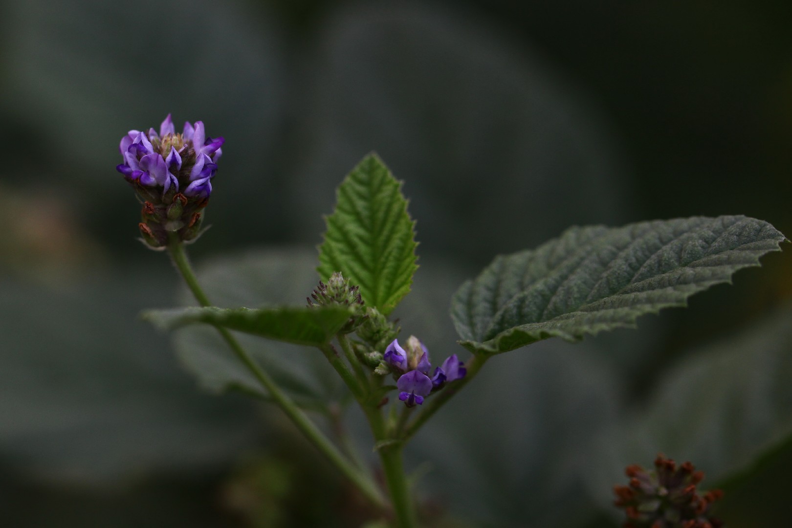 Cullen Care (Watering, Fertilize, Pruning, Propagation) - PictureThis