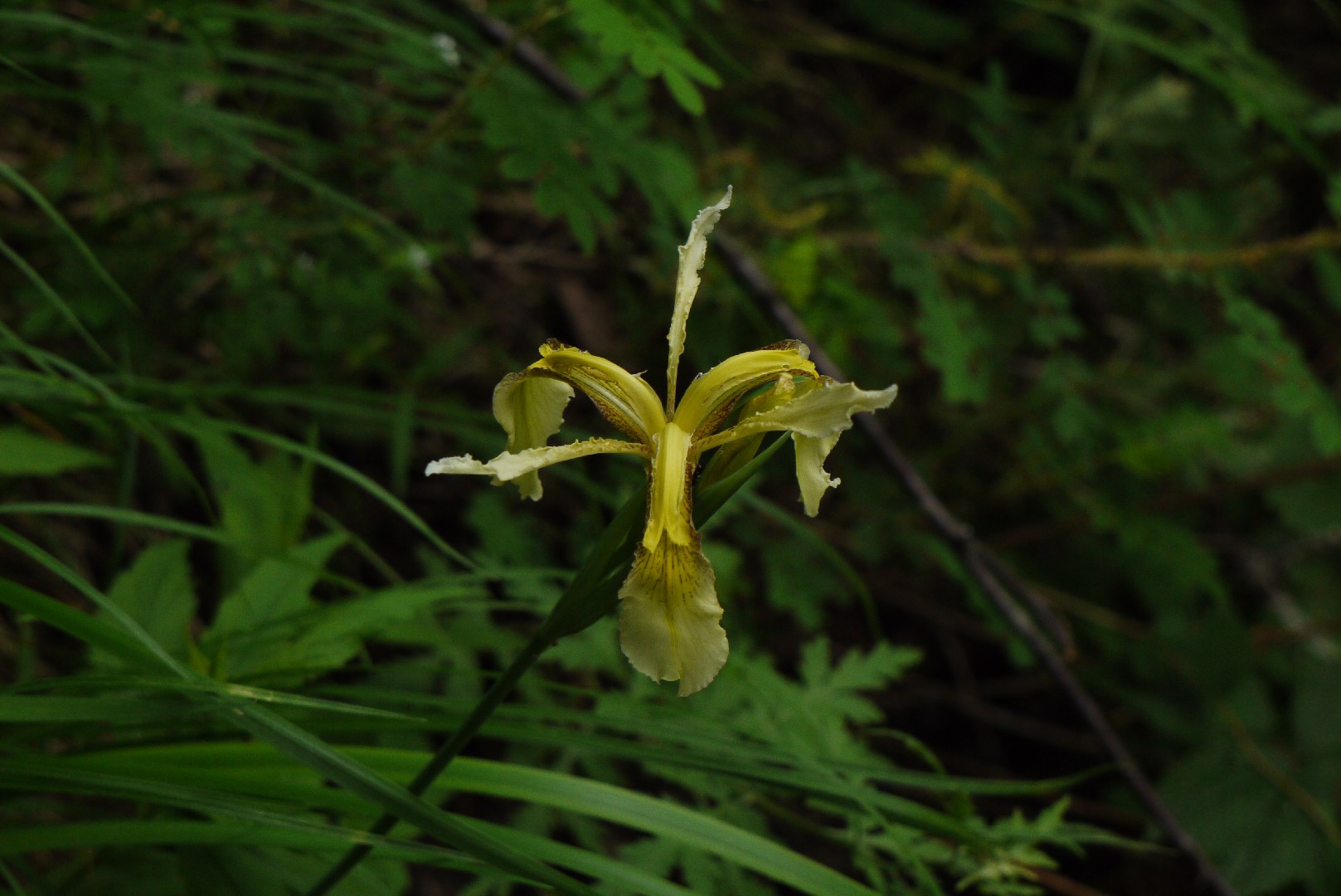 Iris wilsonii - PictureThis