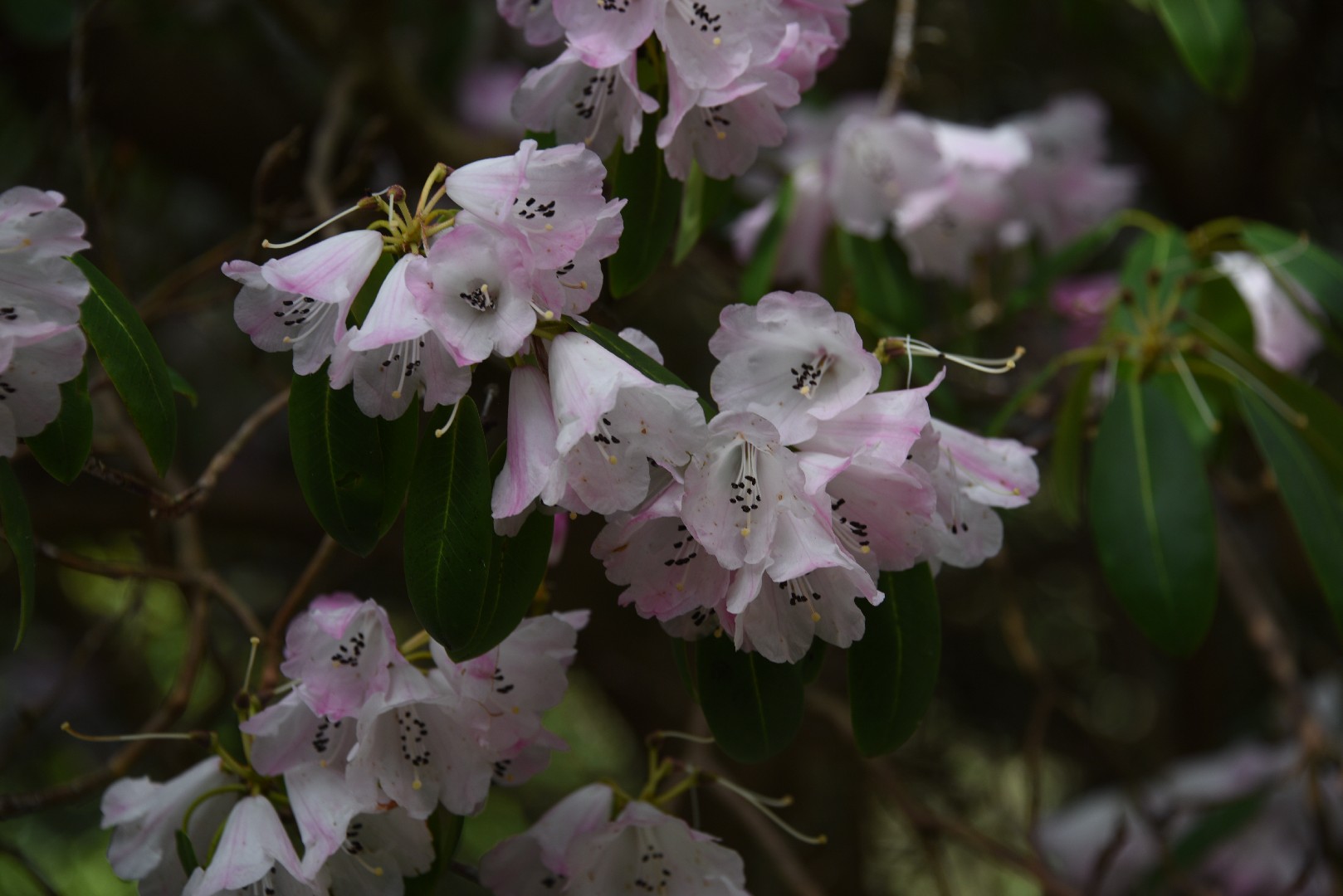 PictureThis - Rhododendron oreodoxa