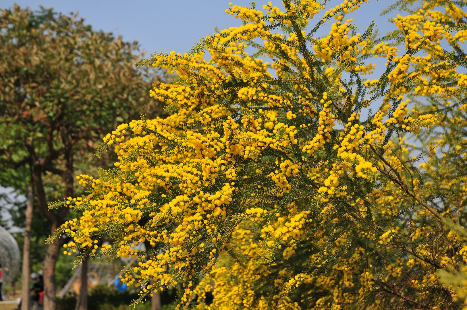Acacia conferta - PictureThis