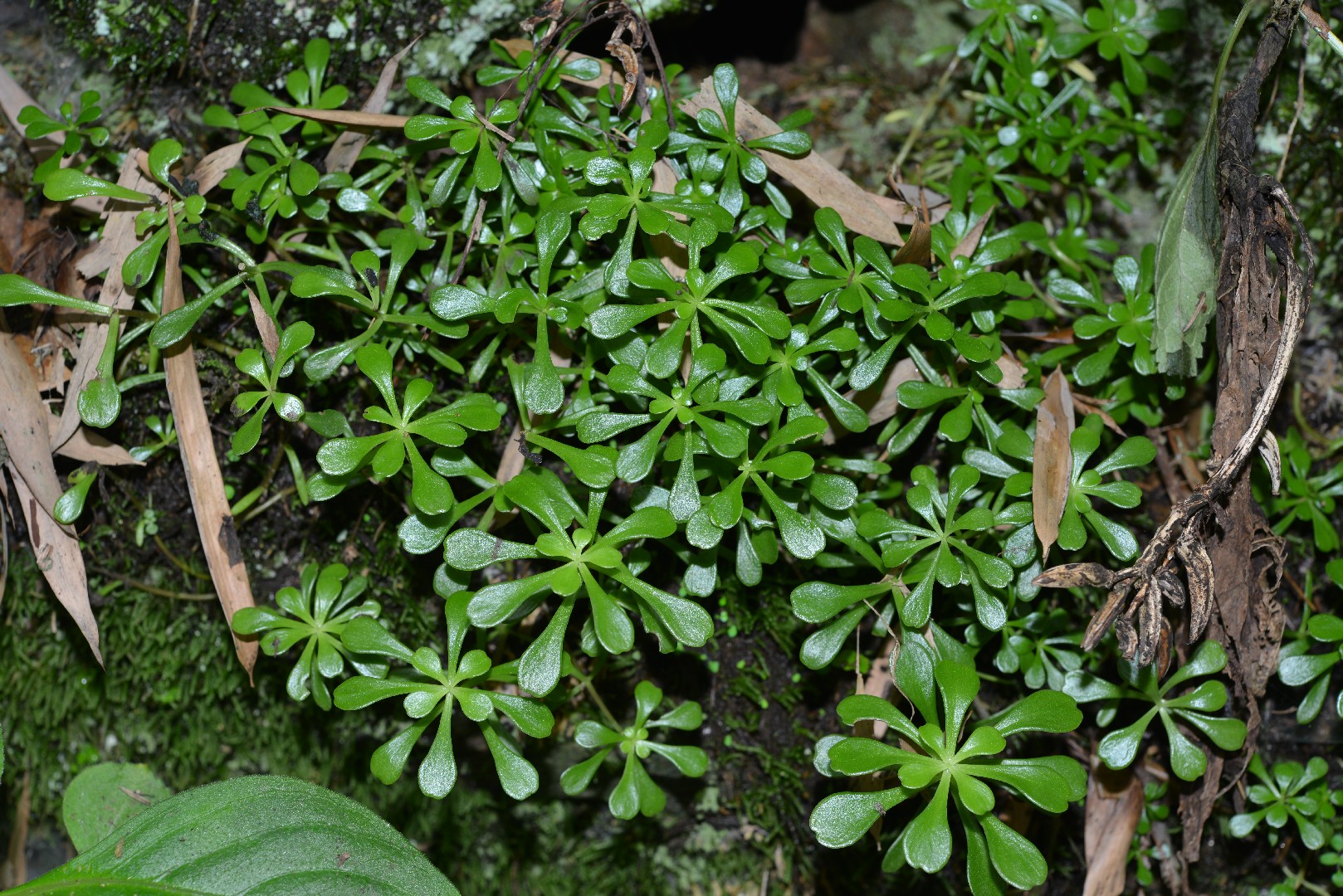 Sedum subtile - PictureThis