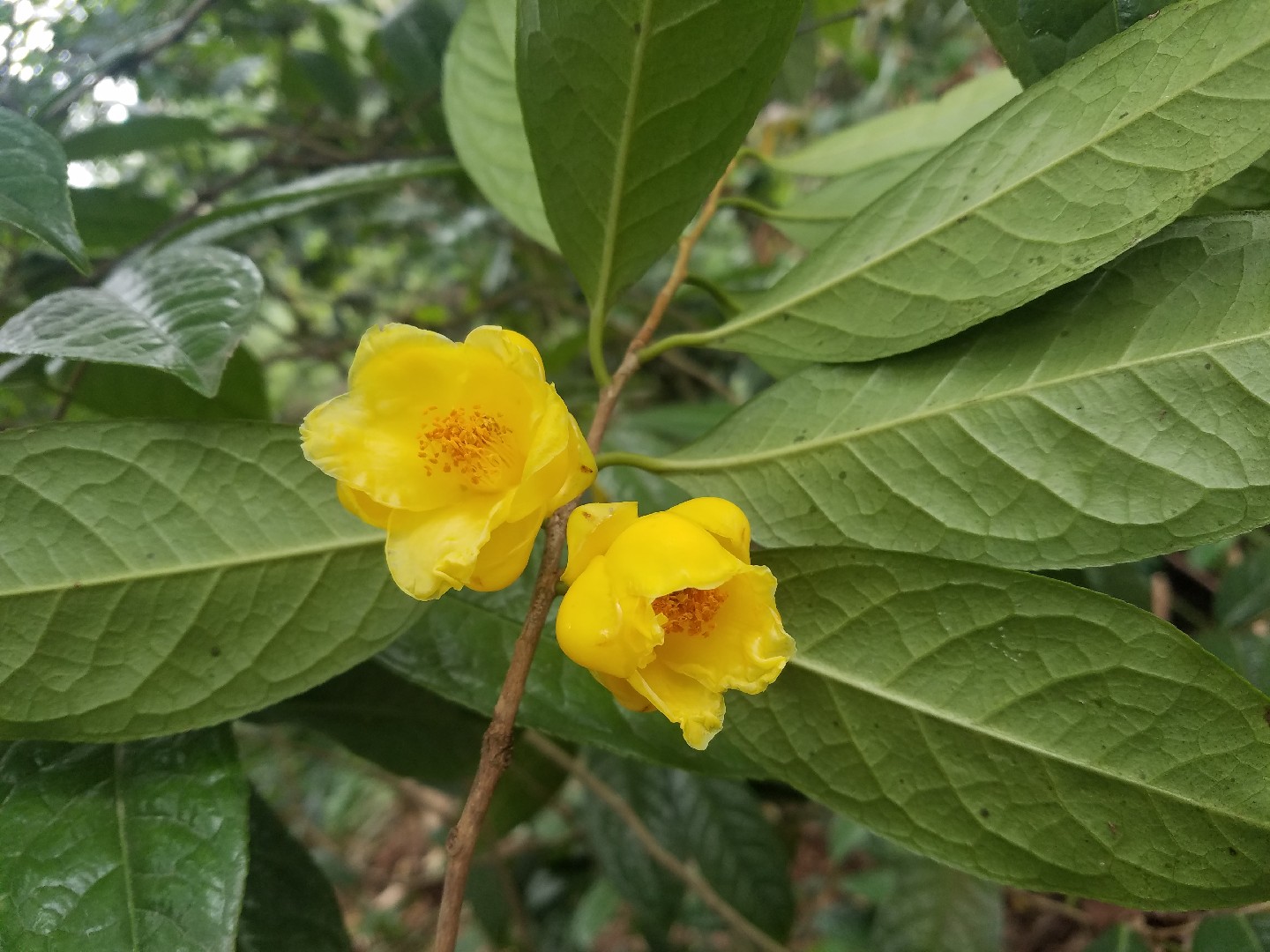 Camellia petelotii - PictureThis