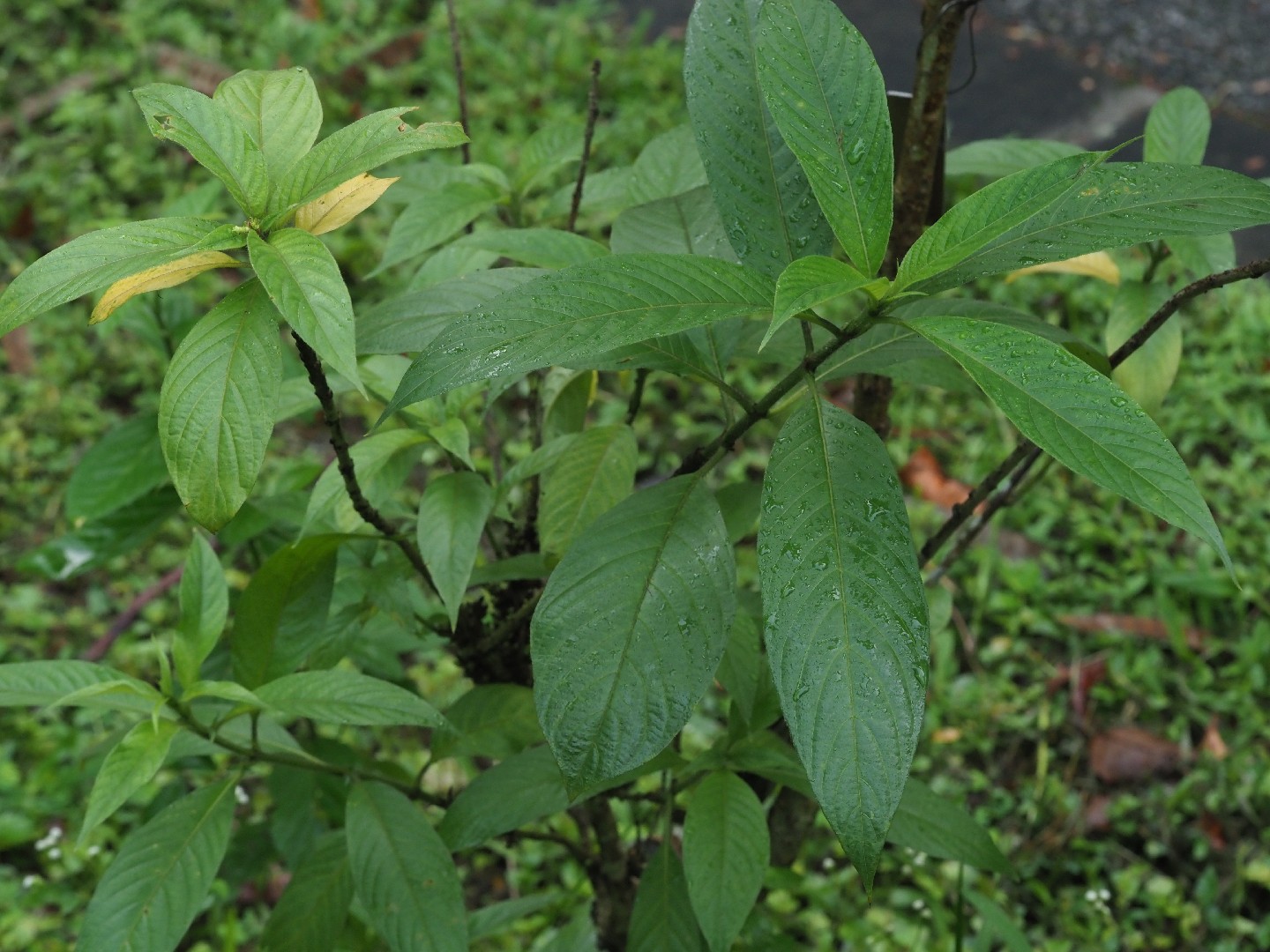 Schizomussaenda henryi - PictureThis